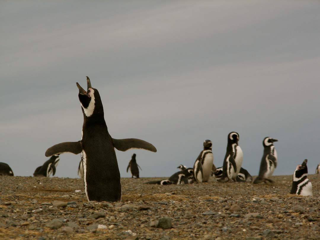 Penguin Rap | FOURTH NIGHT